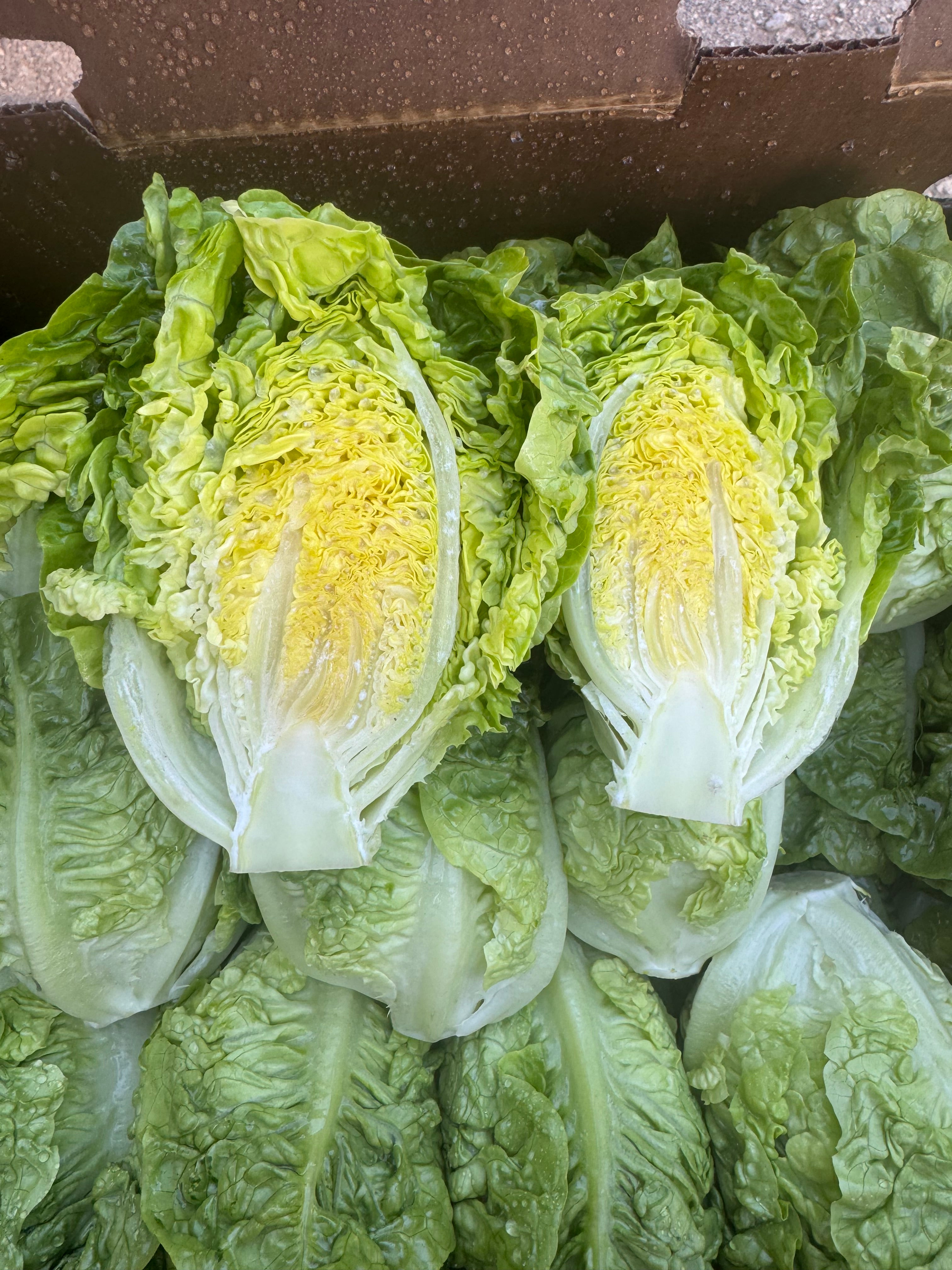 Organic Debby’s Green Little Gem Lettuce from Garden Of - 3 units ...